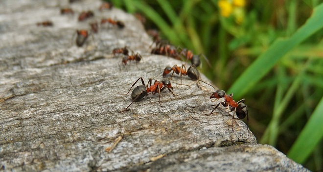 Sanovnik mravi – Šta znači sanjati mrave?