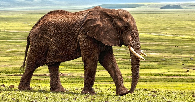 Sanovnik slon – Šta znači sanjati slona?